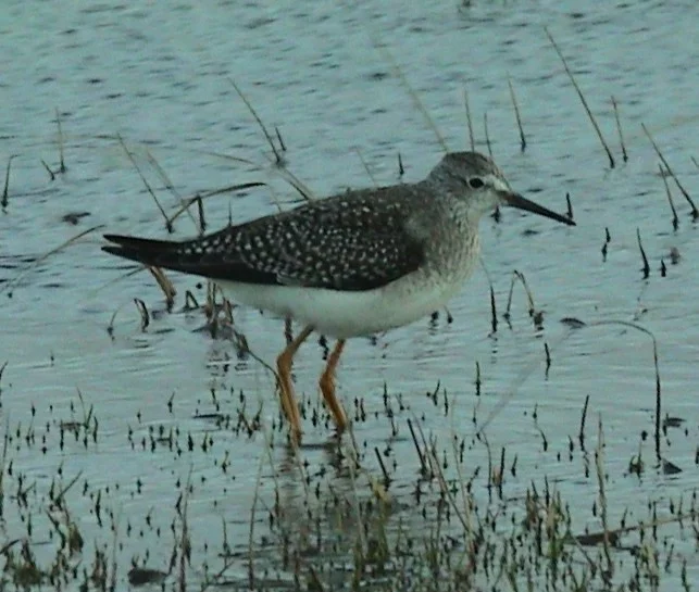 Details : Lesser Yellowlegs - BirdGuides