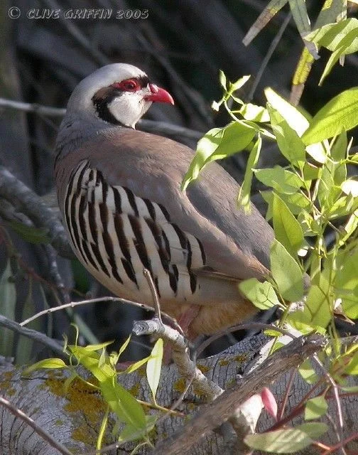 Details : Chukar Partridge - BirdGuides