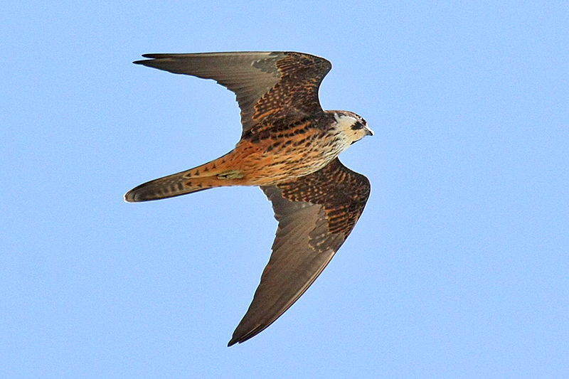 Details : Eleonora's Falcon - BirdGuides
