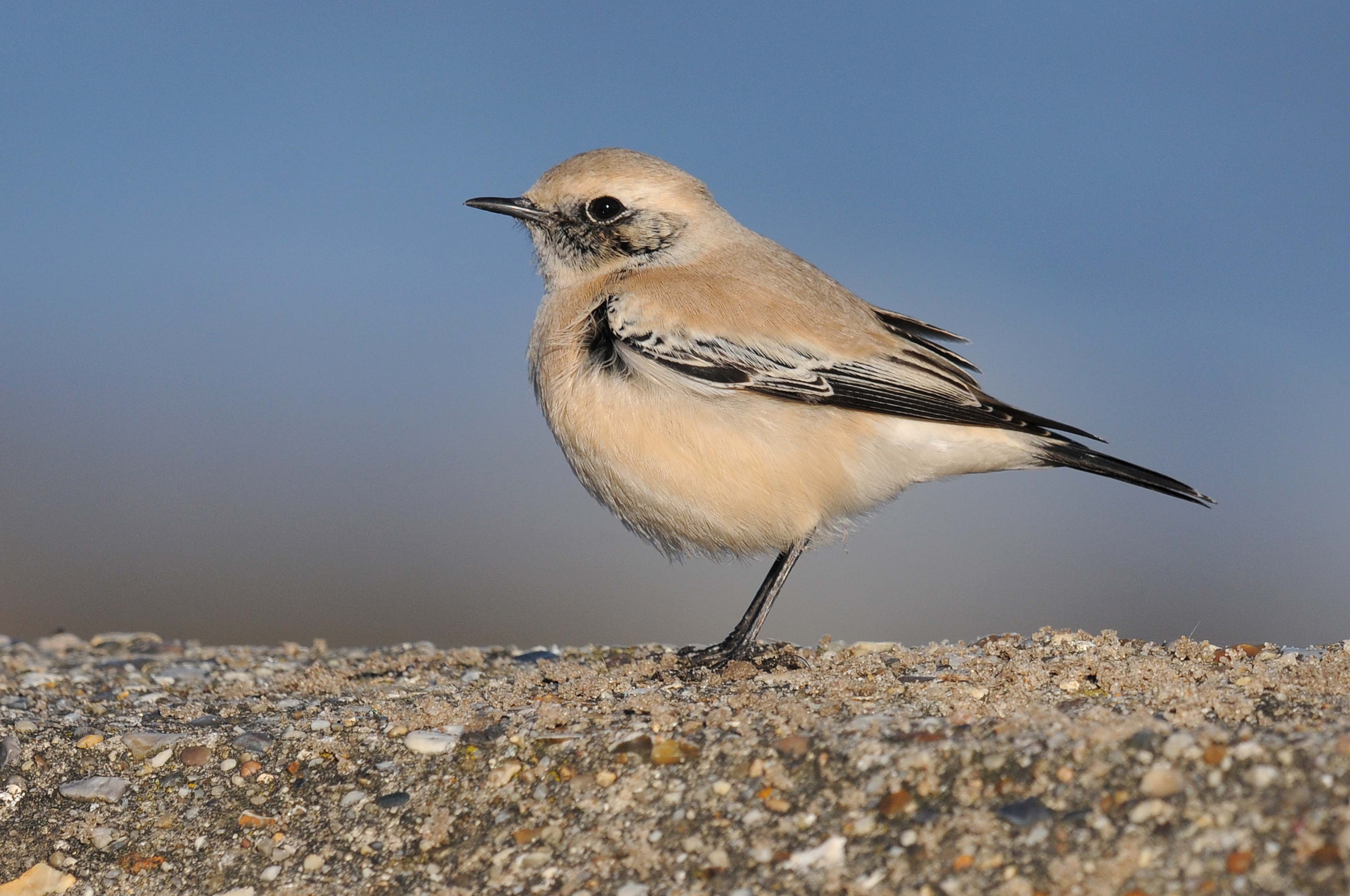 Details : Desert Wheatear - BirdGuides