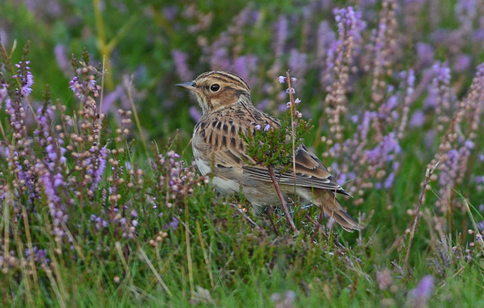 Habitat-restoration project to boost Dorset's heathland birds - BirdGuides