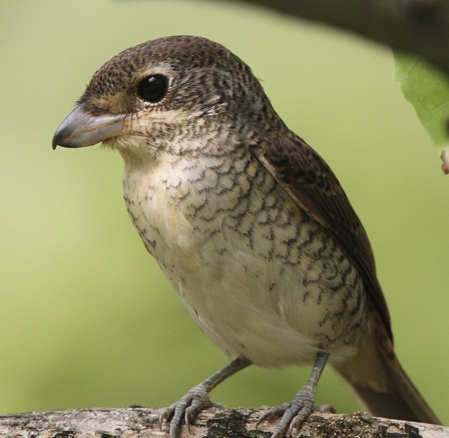 Details : Tiger Shrike - BirdGuides