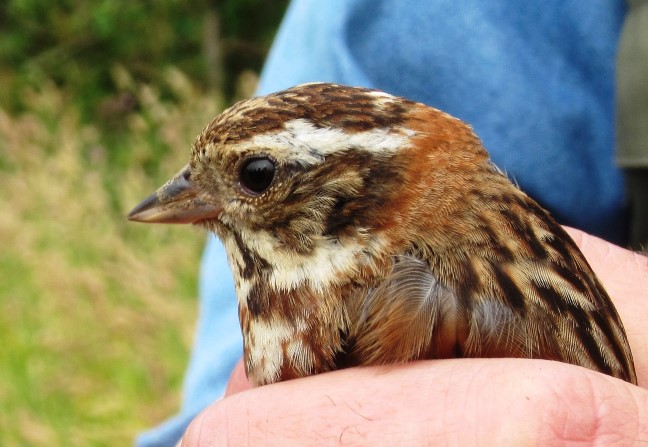 Details : Rustic Bunting - BirdGuides