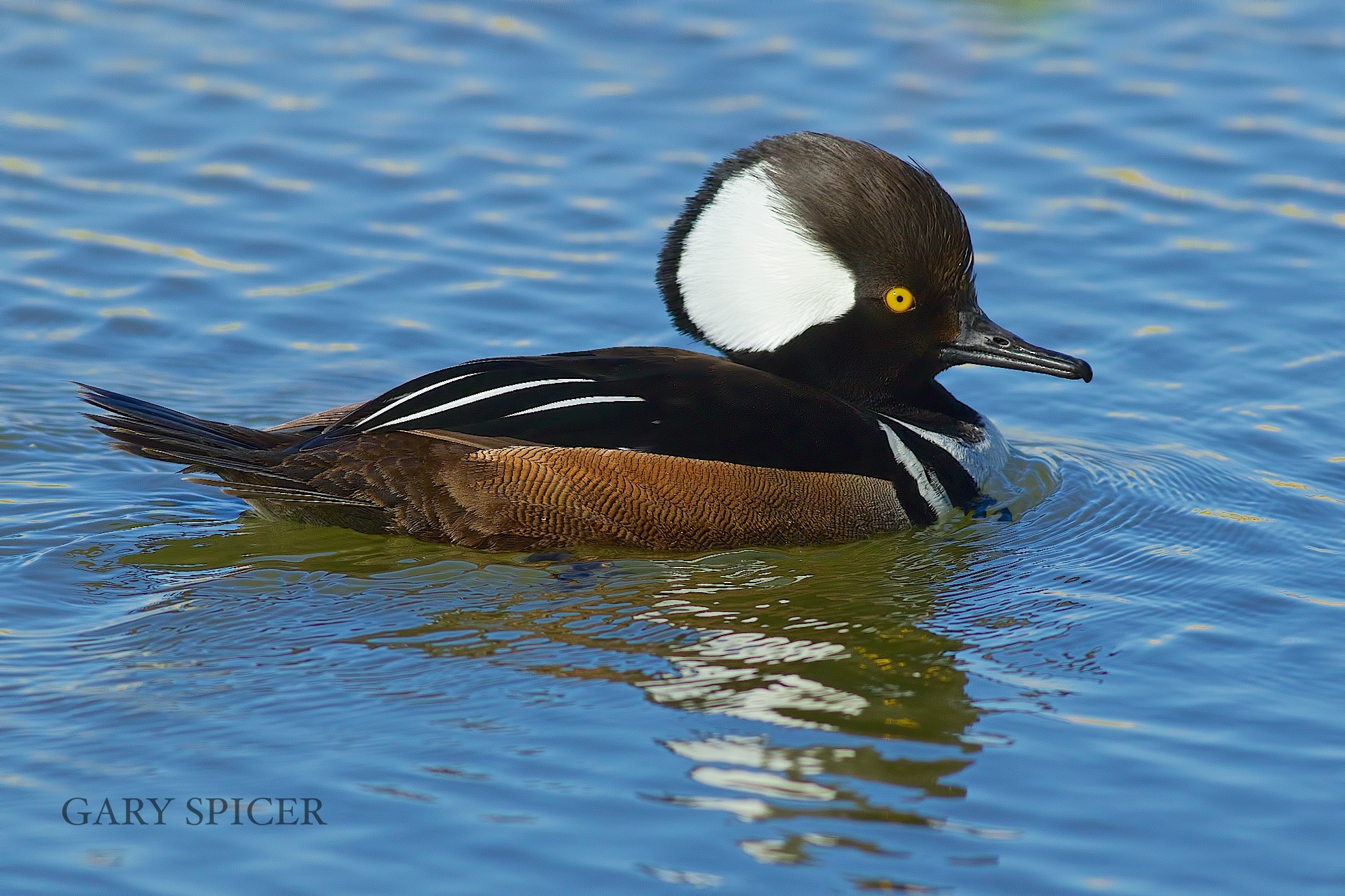 Details : Hooded Merganser - BirdGuides