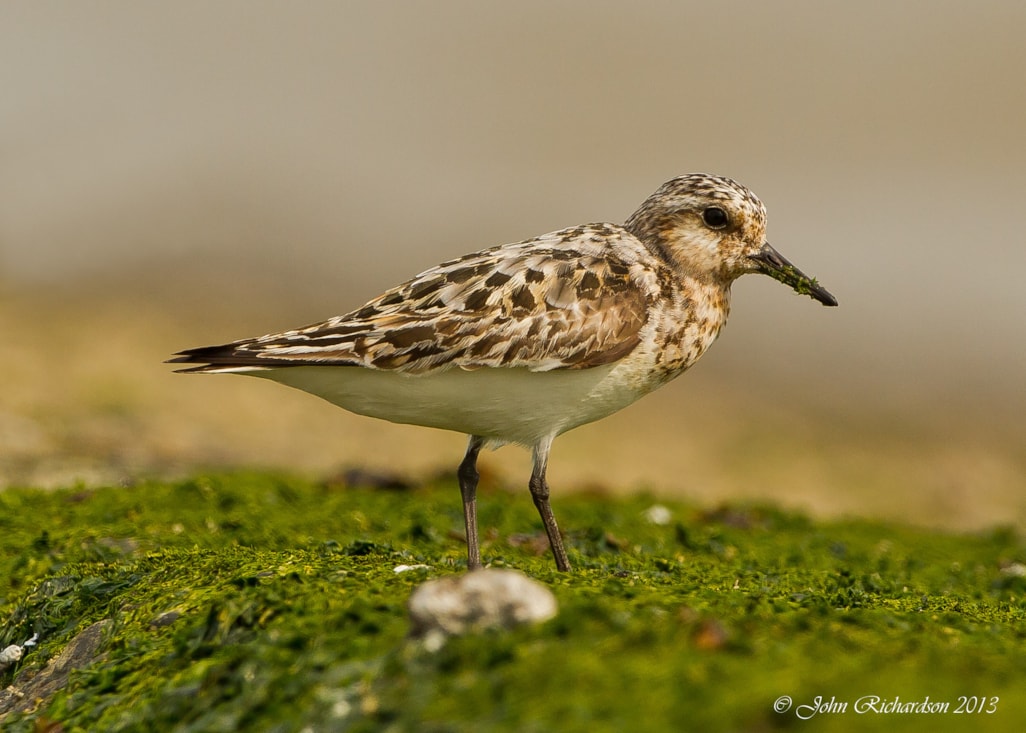 Sanderling by John Richardson - BirdGuides