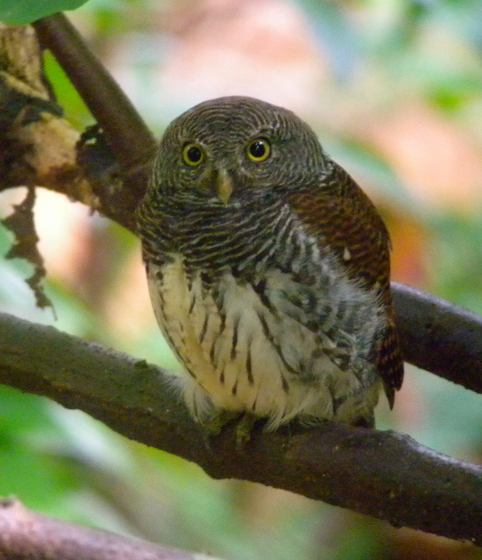 Details : Chestnut-backed Owlet - BirdGuides