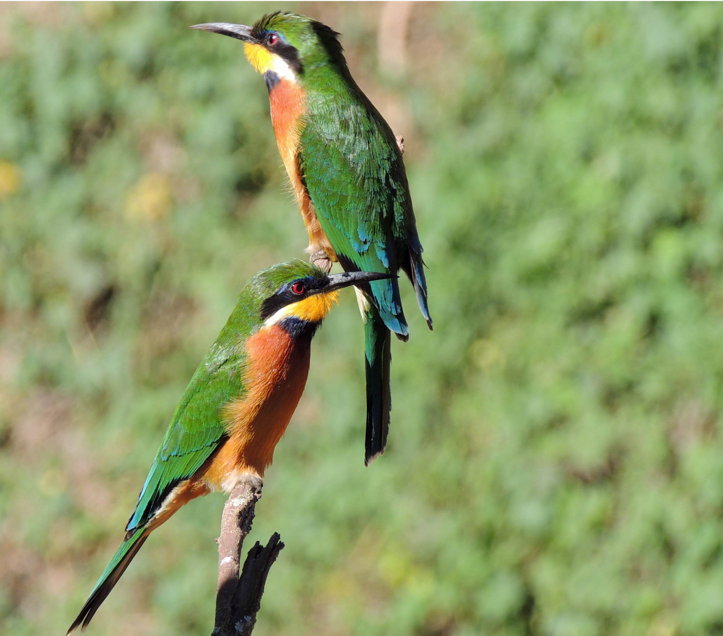 Details : Cinnamon-chested Bee-eater - BirdGuides
