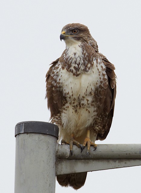 Birds dig quarries - BirdGuides