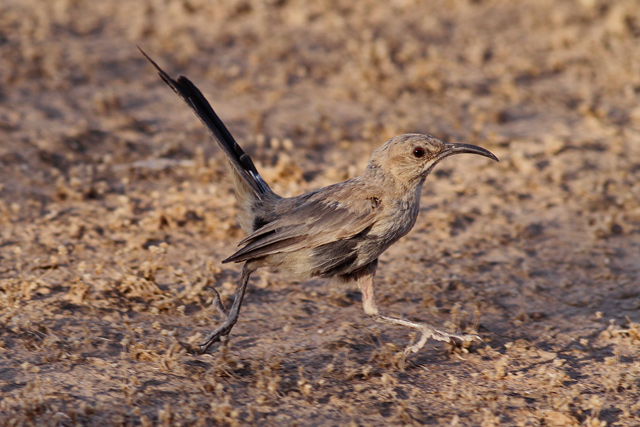 Details : LeConte's Thrasher - BirdGuides
