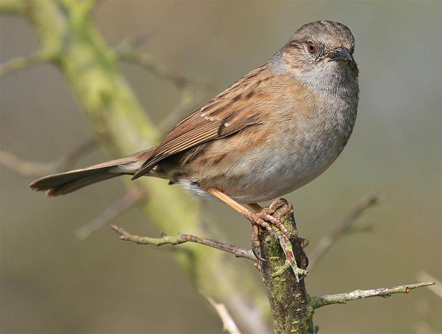Focus On: The Dunnock: More Interesting Than You Think! - BirdGuides