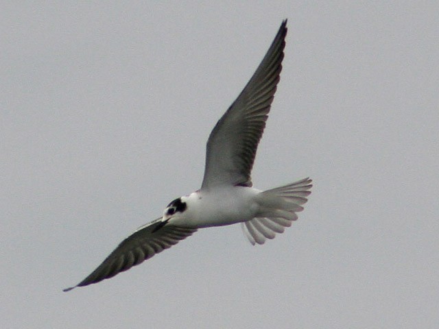 Details : White-winged Tern - BirdGuides