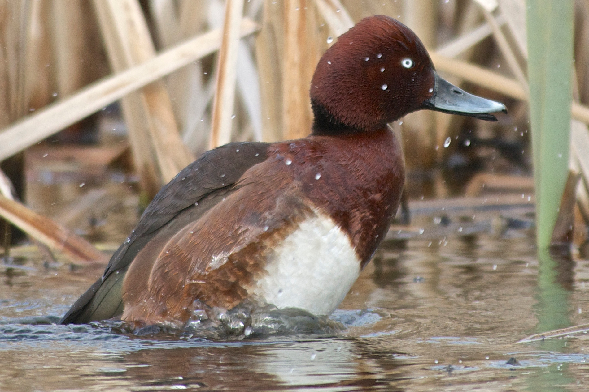 Details : Ferruginous Duck - BirdGuides