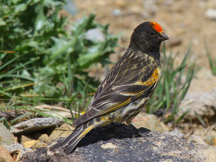 Details : Red-fronted Serin - BirdGuides