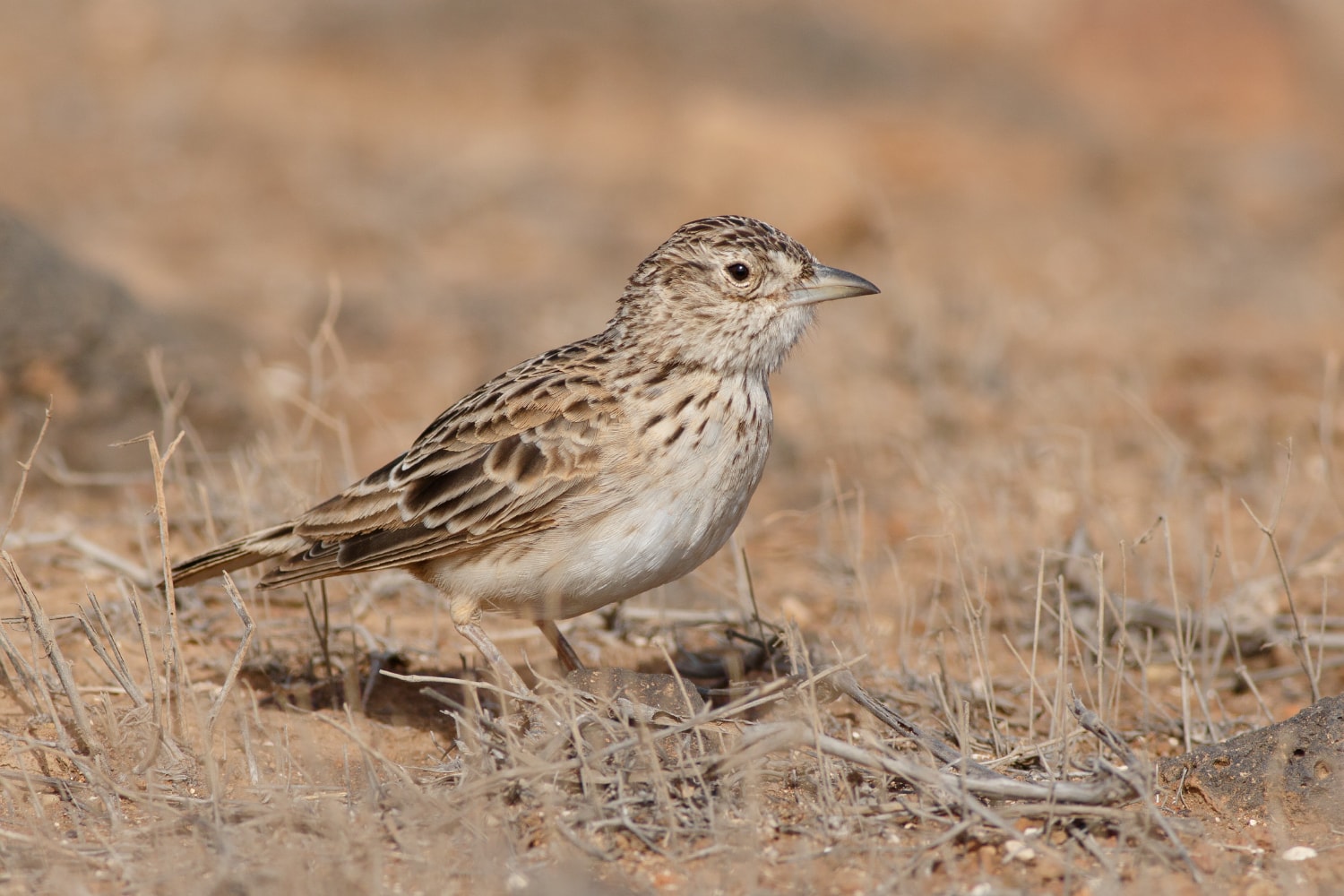 Raso Lark by Josh Jones - BirdGuides