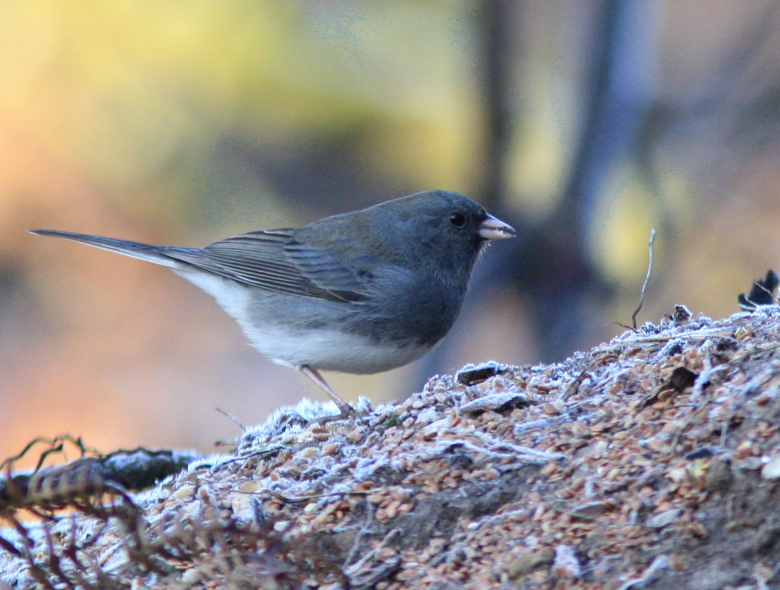 Details : Dark-eyed Junco - BirdGuides
