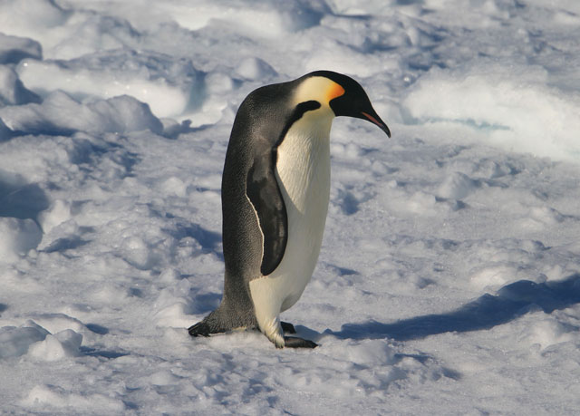 Details : Emperor Penguin - BirdGuides