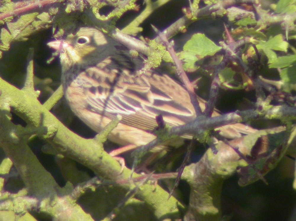 Details : Ortolan Bunting - BirdGuides