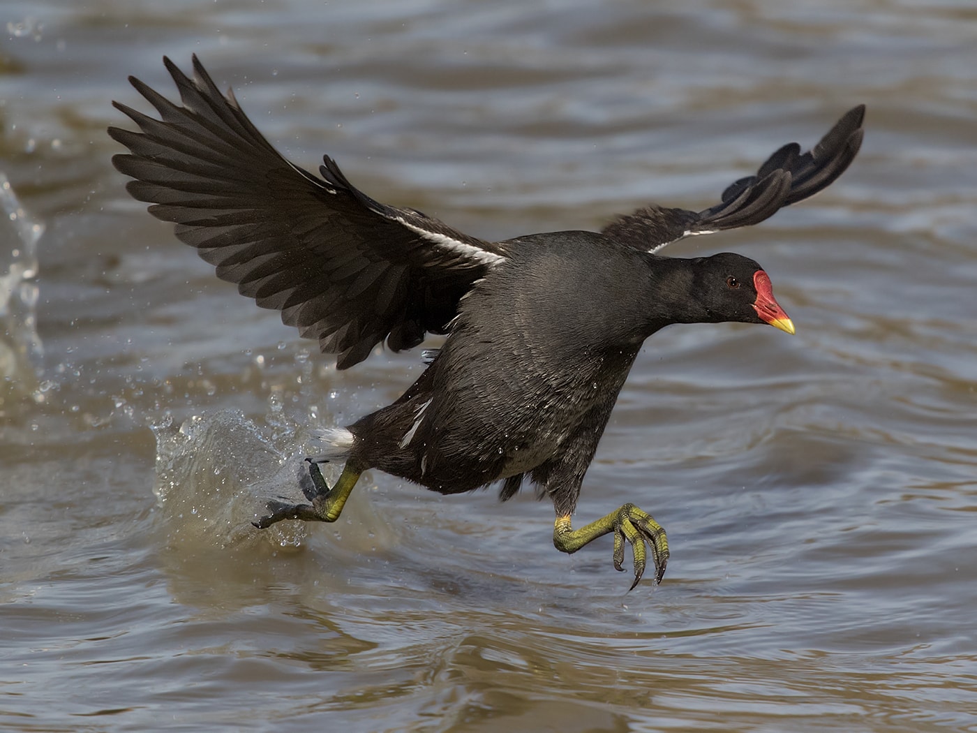 Common Moorhen by Norman West - BirdGuides