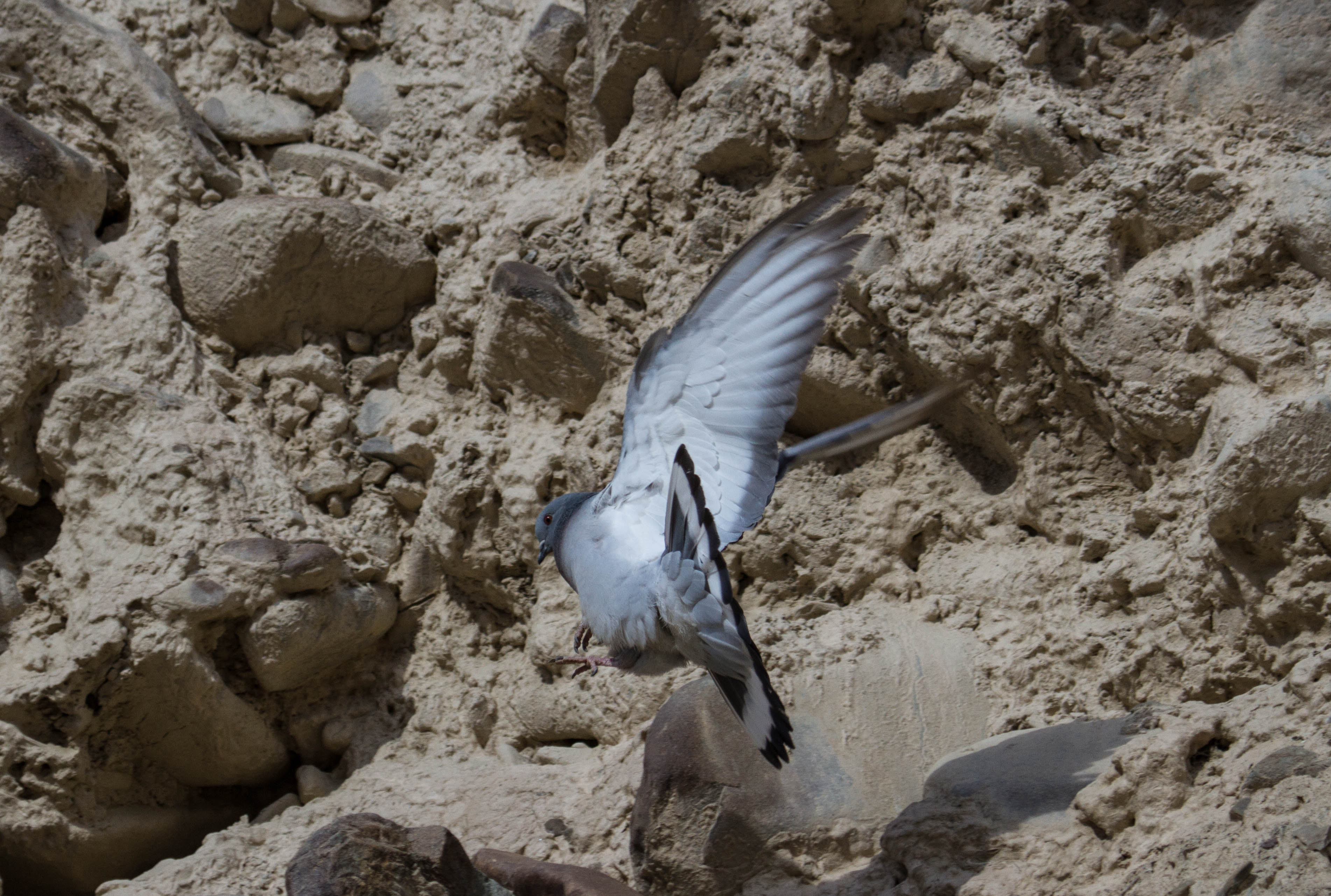 Details : Hill Pigeon - BirdGuides