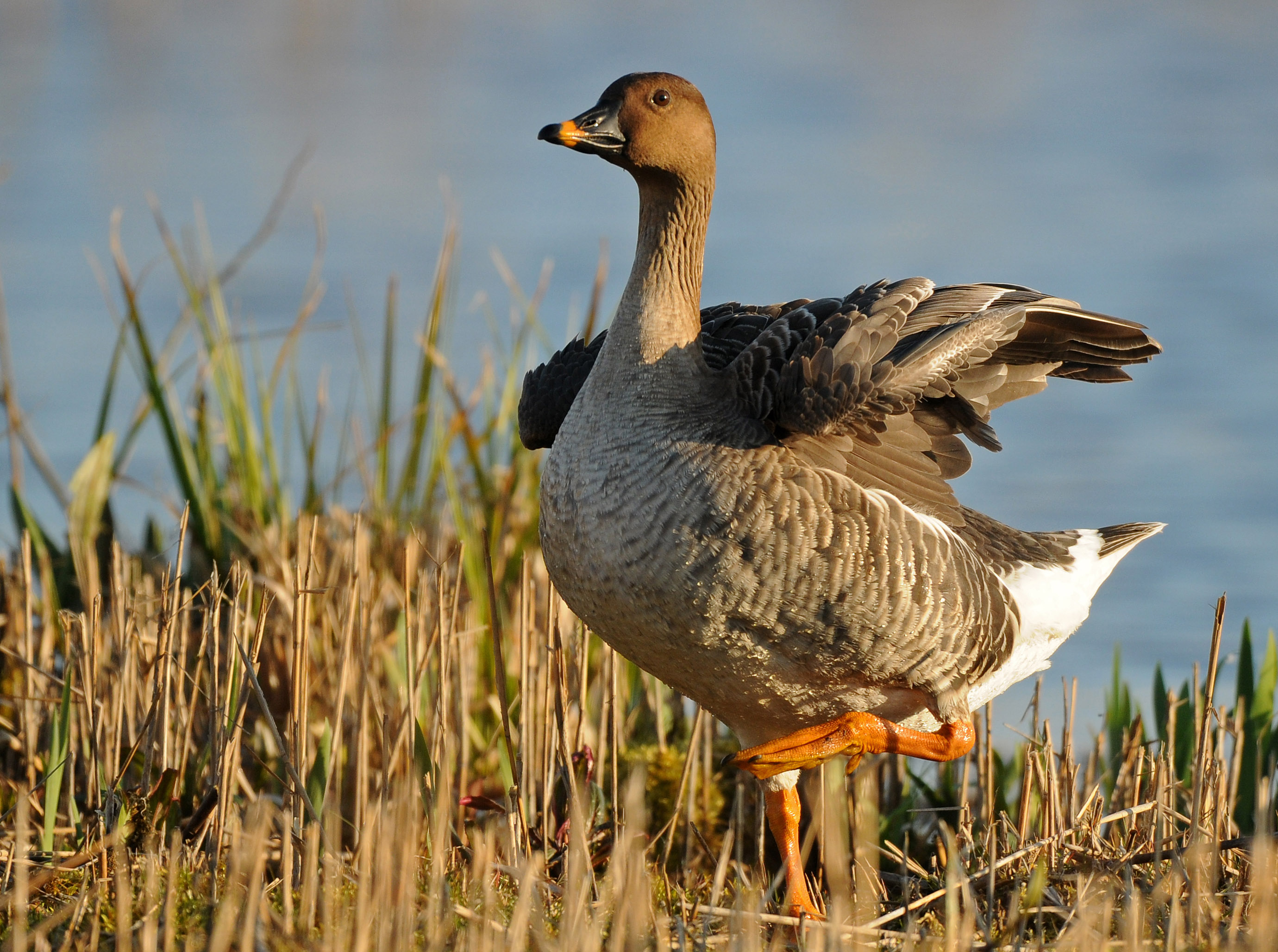 BOU to adopt IOC World Bird List - BirdGuides