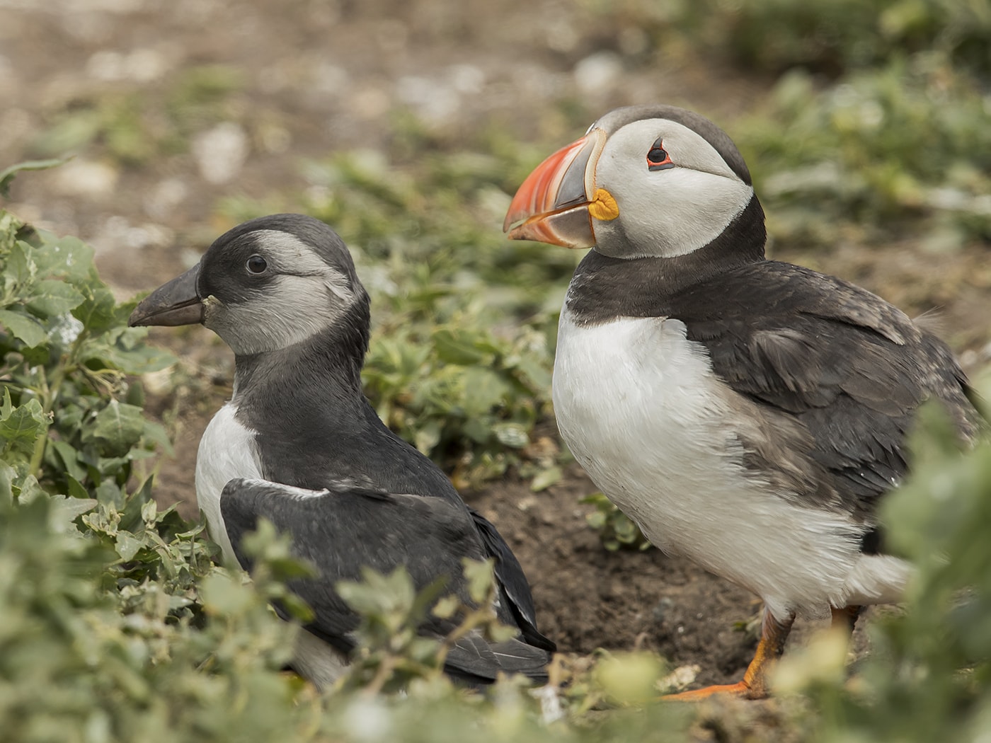 Puffin by Jamie MacArthur - BirdGuides