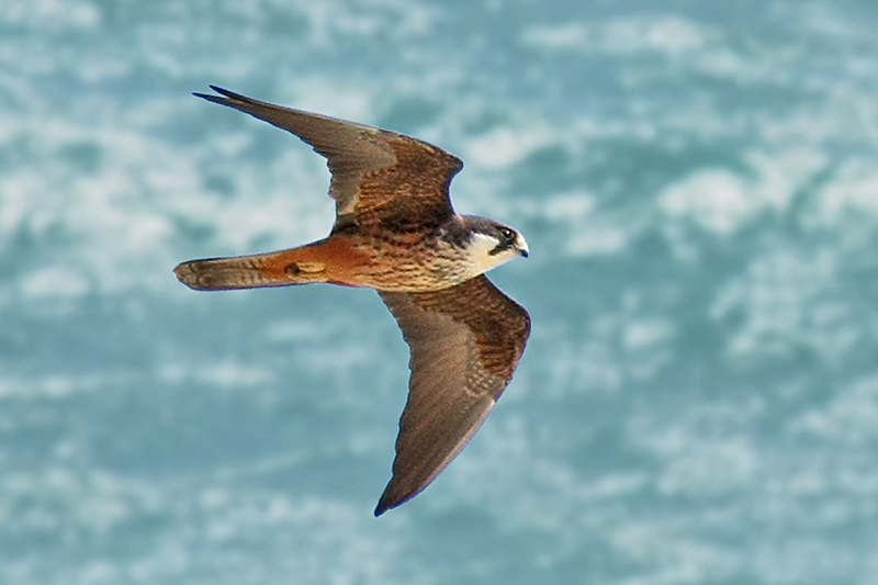 Details : Eleonora's Falcon - BirdGuides