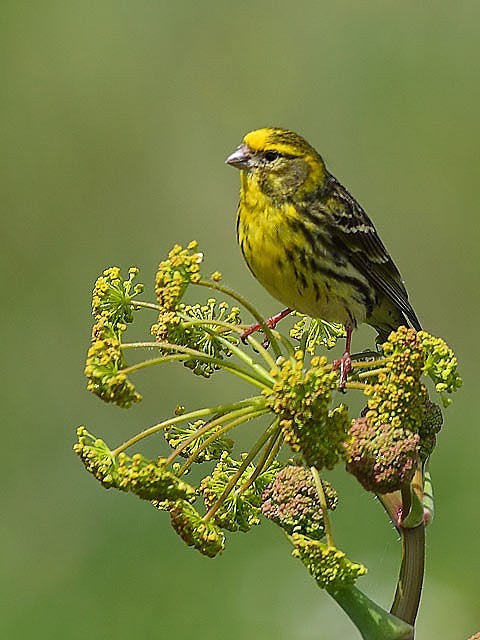 Details : European Serin - BirdGuides