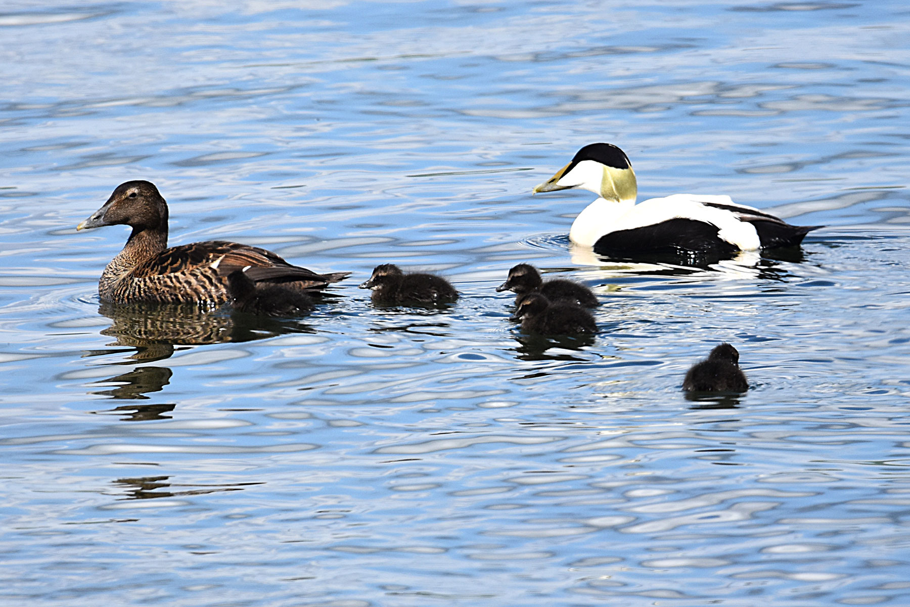 Warming planet changing reproduction rates in birds - BirdGuides