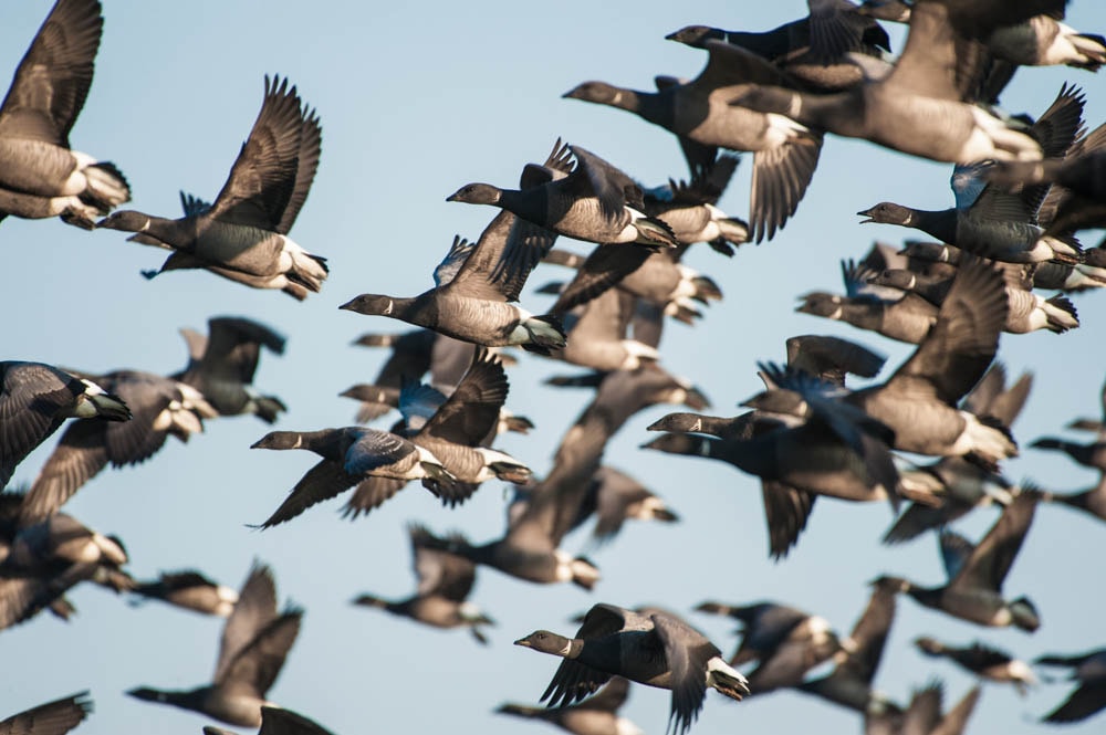 Animated maps show bird migration as never before - BirdGuides