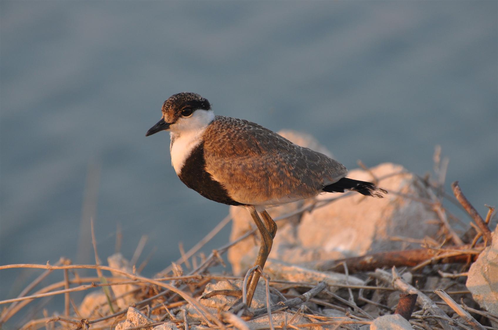 Details : Spur-winged Lapwing - BirdGuides