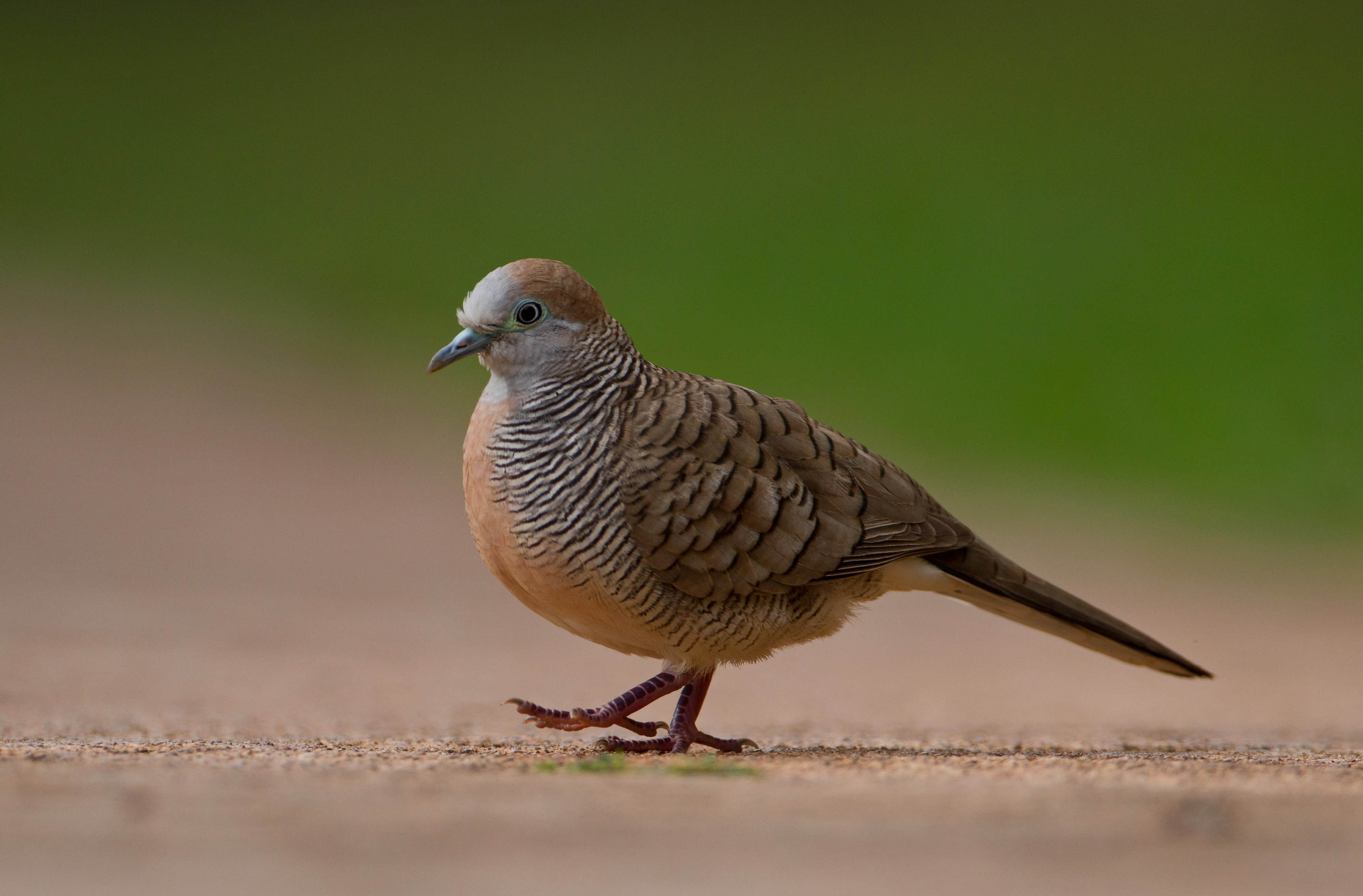Details : Zebra Dove - BirdGuides