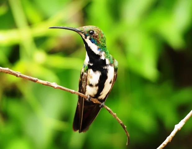 Details : Black-throated Mango - BirdGuides