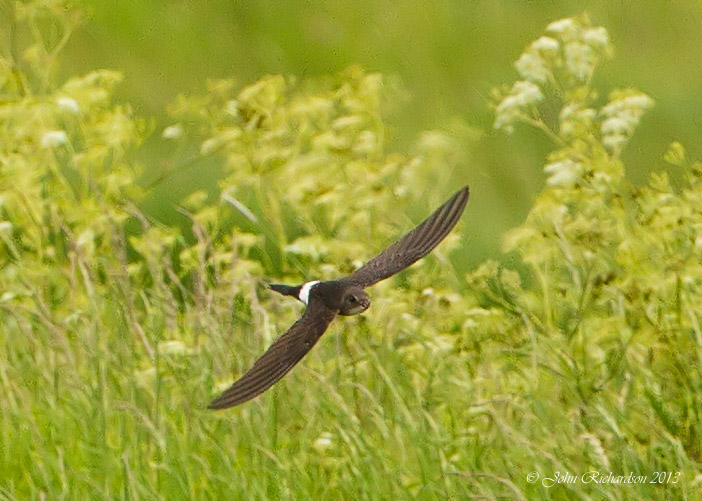 Details : Pacific Swift - BirdGuides