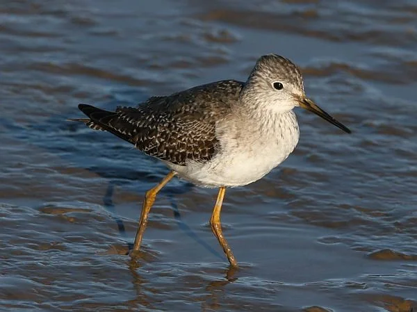 Details : Lesser Yellowlegs - BirdGuides
