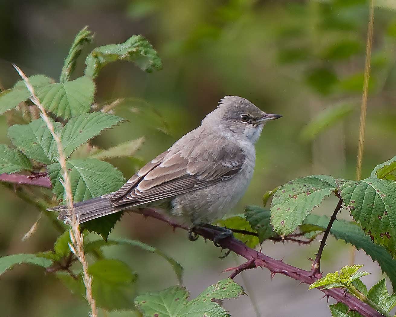 Details : Barred Warbler - BirdGuides