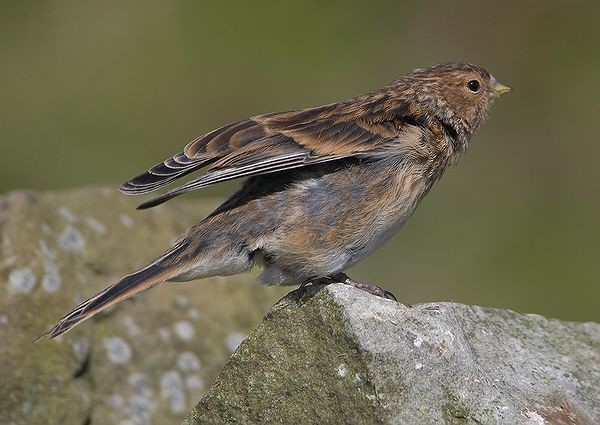 Details : Twite - BirdGuides