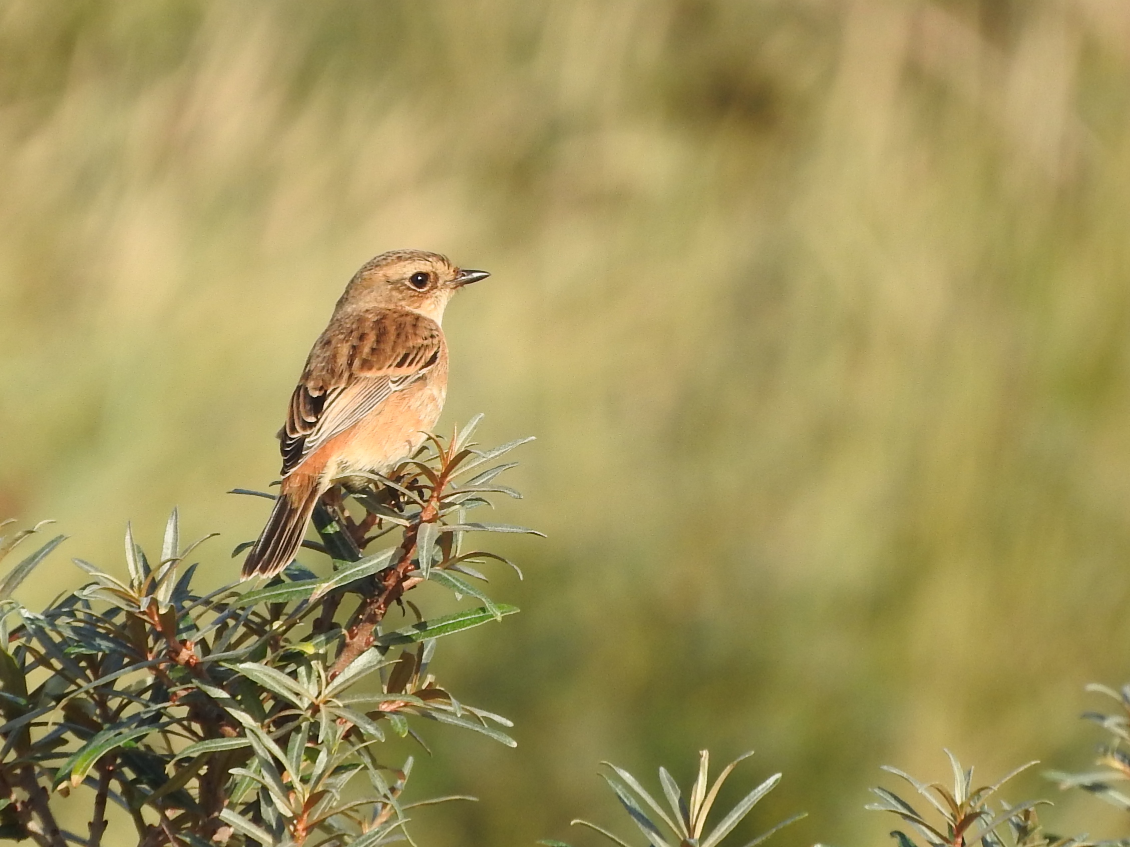Amur Stonechat by Matt Slaymaker - BirdGuides