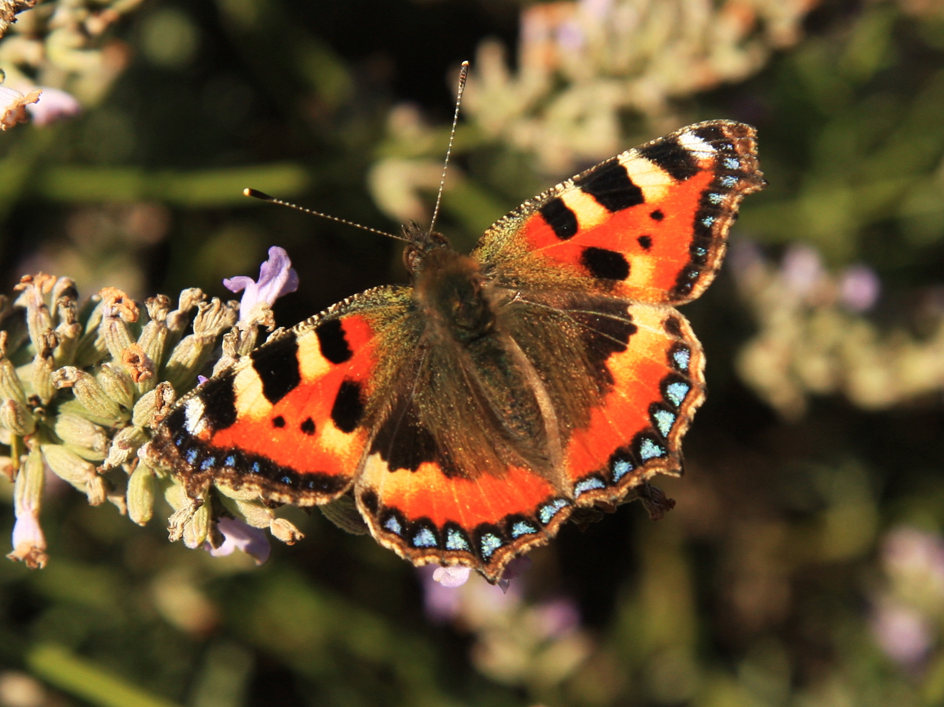 Details : Small Tortoiseshell - BirdGuides
