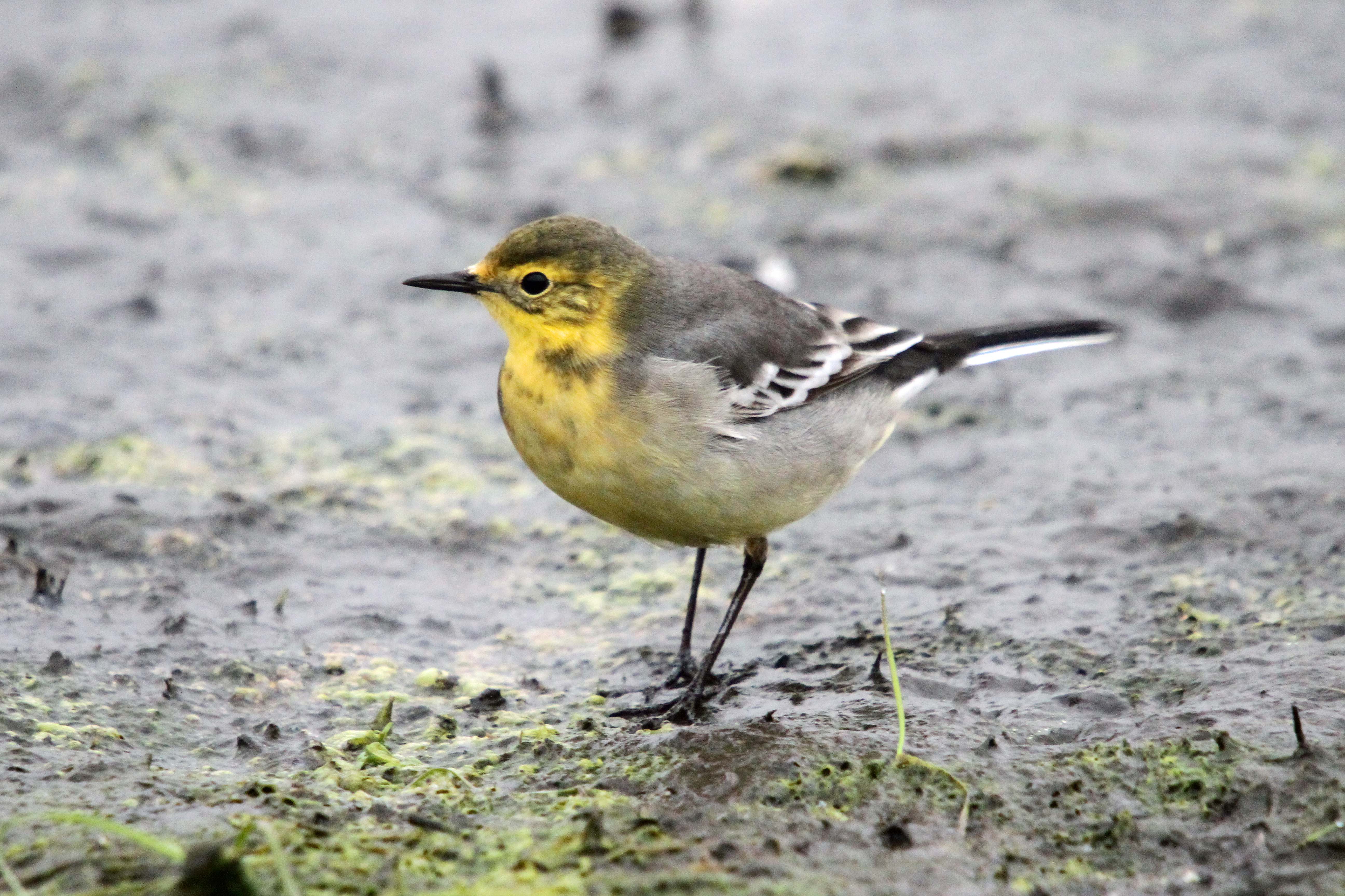 Details : Citrine Wagtail - BirdGuides
