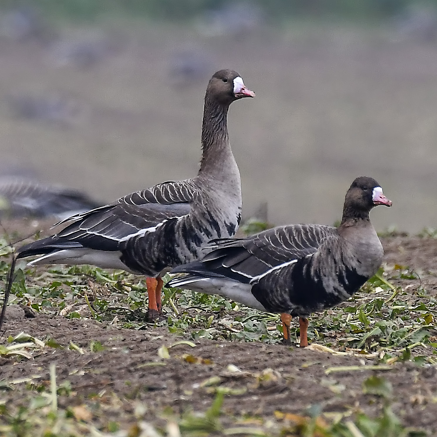 Russian White-fronted Goose by Andy Thompson - BirdGuides