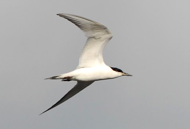 Details : Gull-billed Tern - BirdGuides