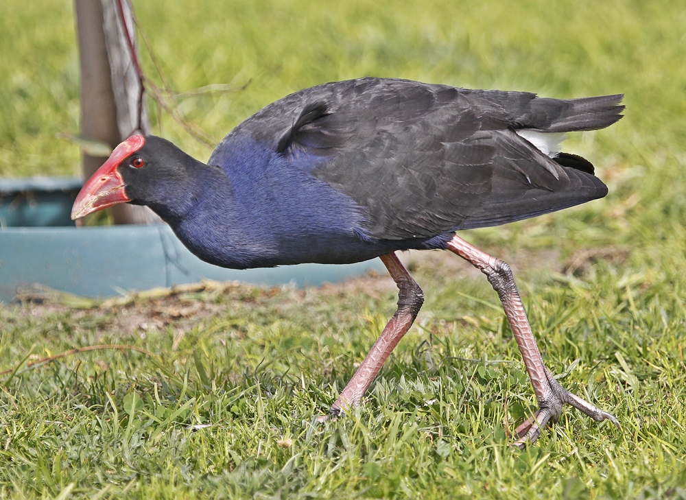 Details : Australasian Swamphen - BirdGuides