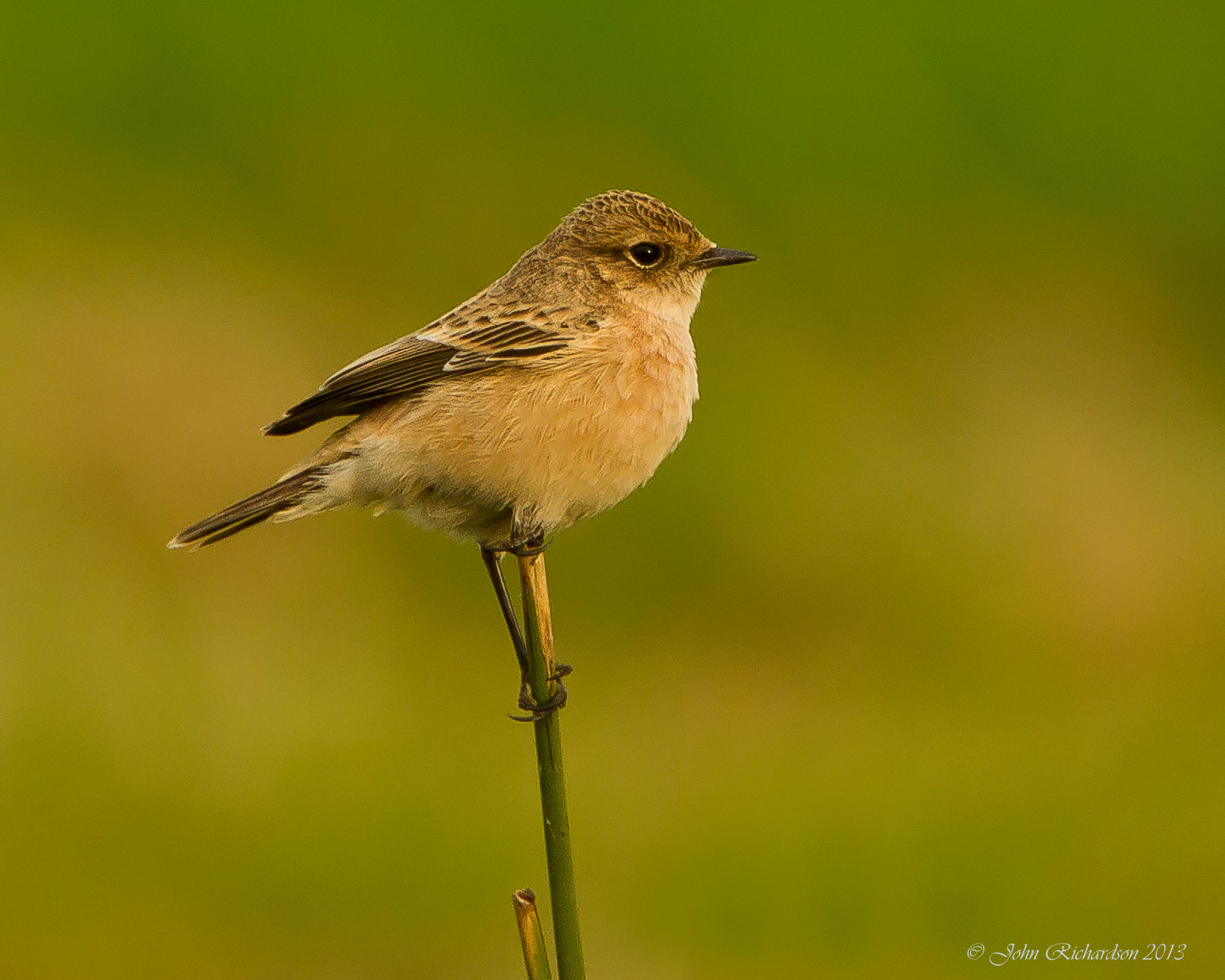 Details : Siberian Stonechat - BirdGuides