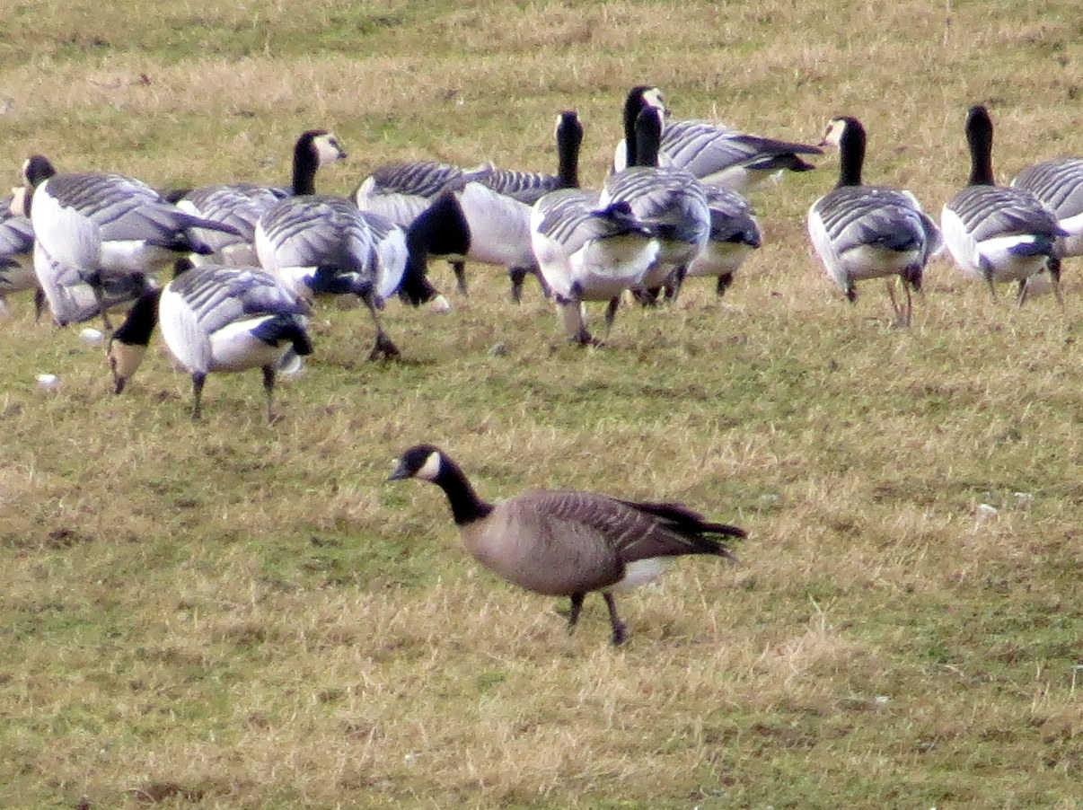 Details : Cackling Goose - BirdGuides