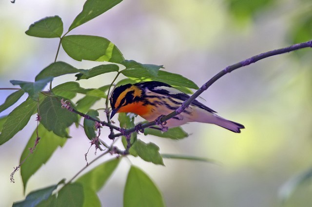 Great Lakes bird populations holding steady - BirdGuides
