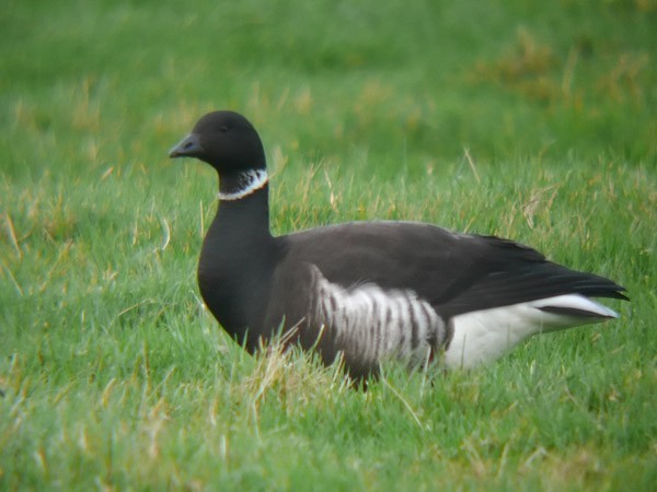 Details : Black Brant - BirdGuides