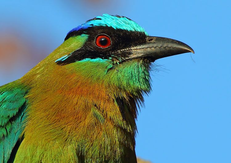 Details : Amazonian Motmot - BirdGuides
