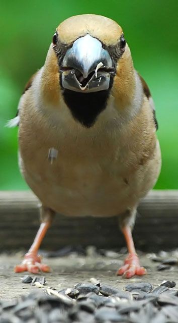 Details : Hawfinch - BirdGuides