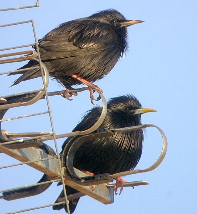 Details : Spotless Starling - BirdGuides