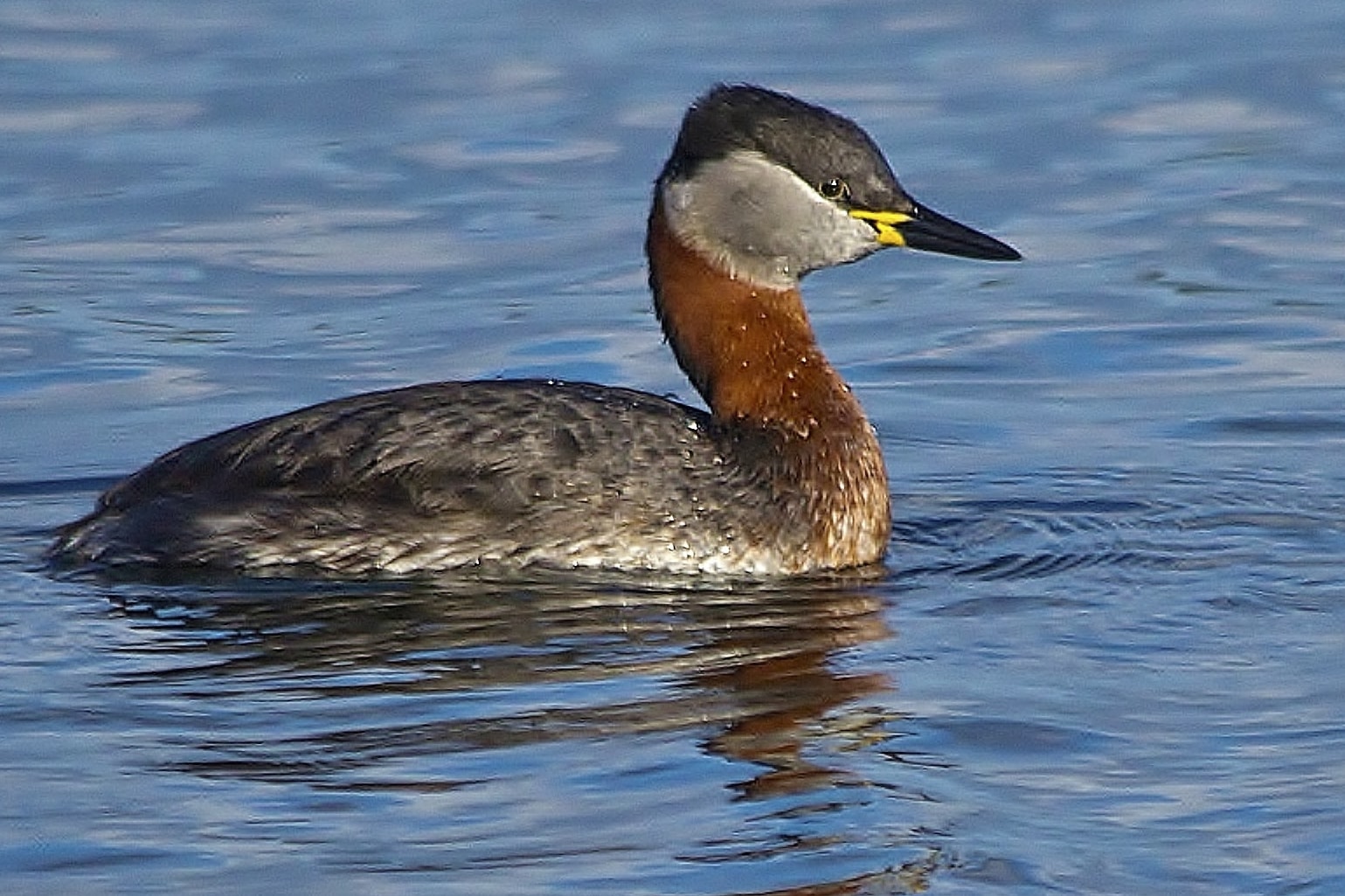 Red-necked Grebe by Mr Clive Daelman - BirdGuides